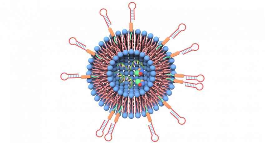Extracellular Vesicles Could Be Personalized Drug Delivery Vehicles ... Extracellular Vesicles Could Be Personalized Drug Delivery Vehicles ...